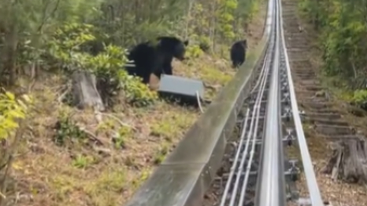 Rider Has Encounter With Bears On Gatlinburg's Mountain Coaster ...