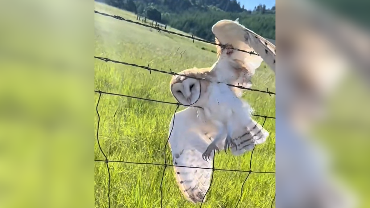 Driver Spots Owl Stuck In Barbed Wire Fence & Immediately Stops ...