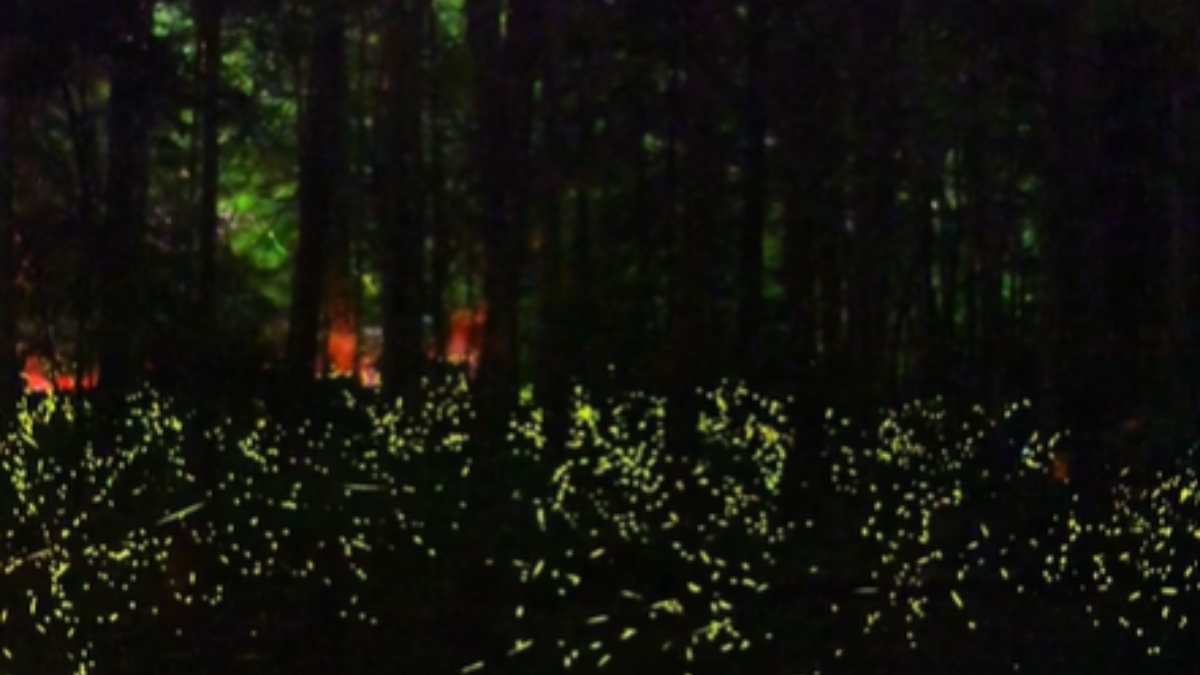 "Come With Us To See The Rare Synchronous Fireflies" – InspireMore