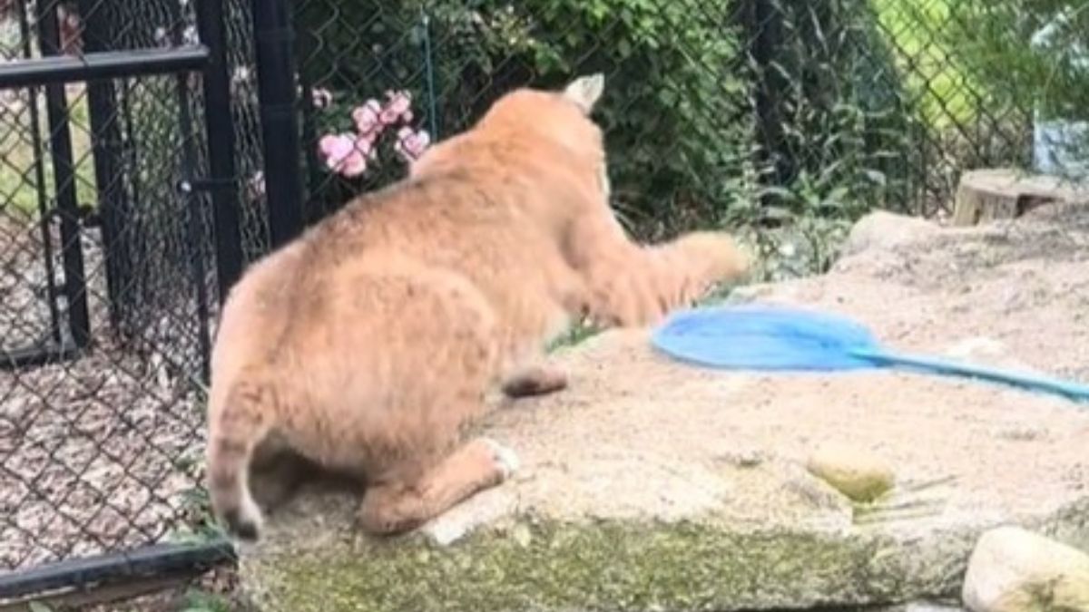 Funny Bobcat: Kitties React To Things They "Don't Understand" – InspireMore