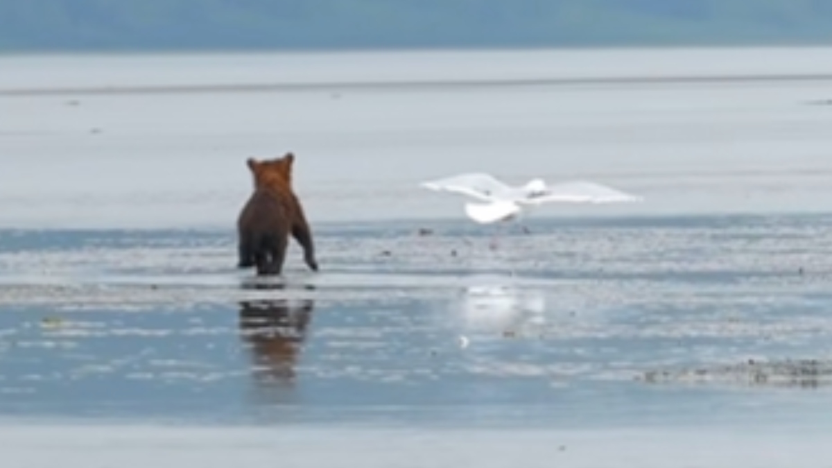 Bear Cub Caught Playing On Alaskan Beach In Adorable Footage – InspireMore