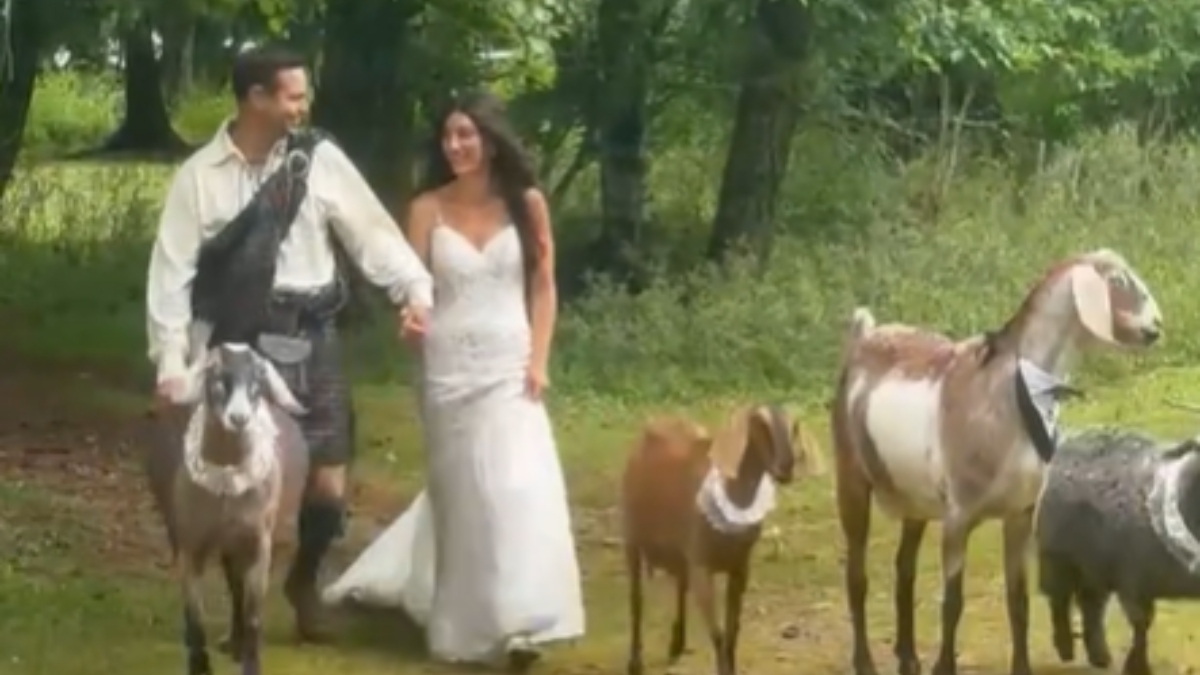 Goats Lead The Way In Adorable "Fairytale Wedding" Procession – InspireMore