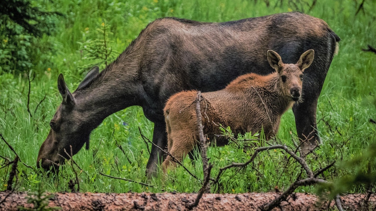 Officials Rush To Rescue Moose Calf Trapped Beneath Boardwalk – InspireMore