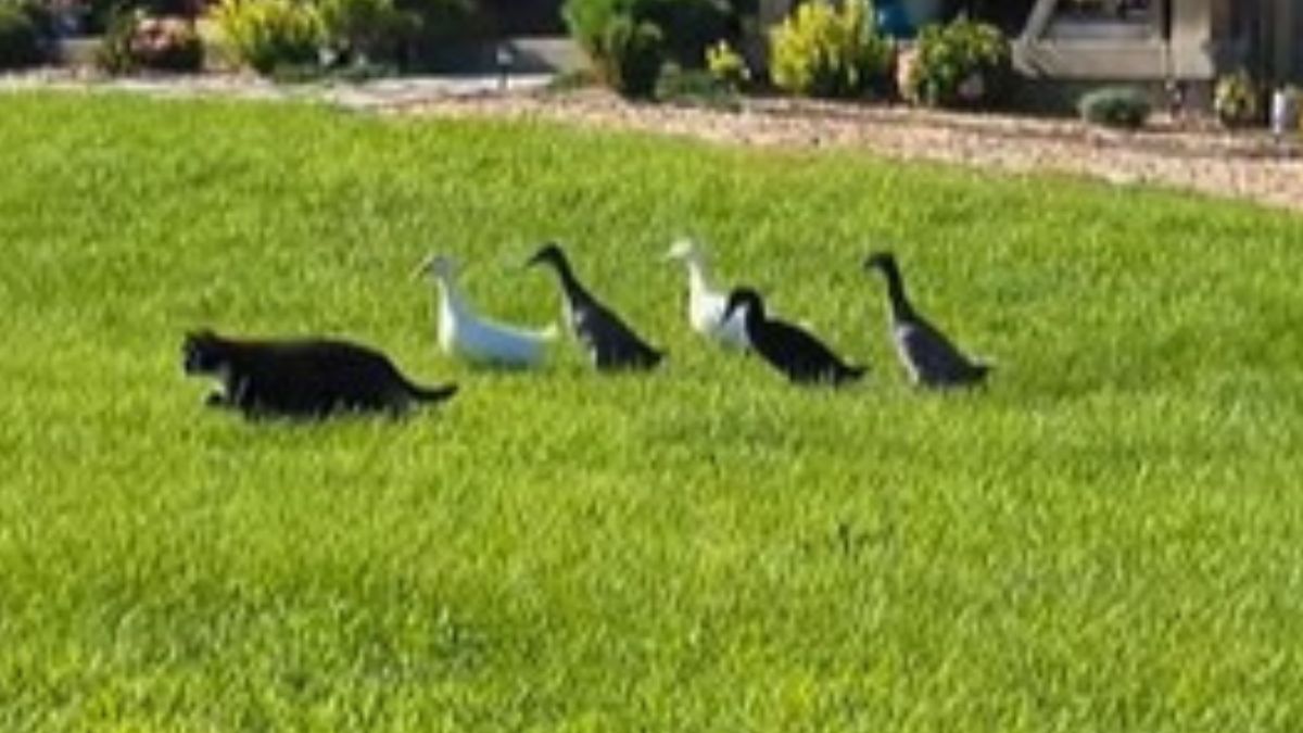 Ducks Play Game Of Follow The Leader With Feline Friend – InspireMore
