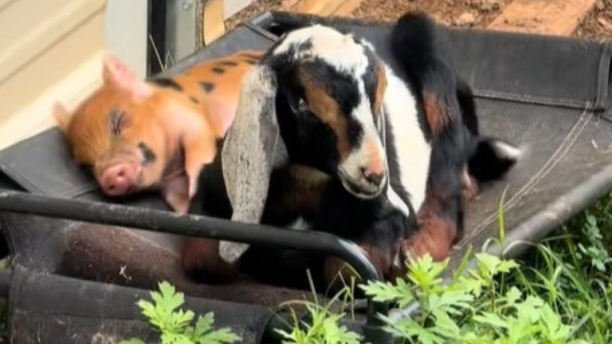 Farmer Pairs Two Orphans Together: The Result Is Precious – InspireMore