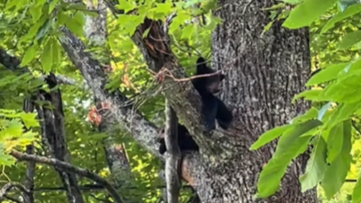 Have You Ever Heard A Baby Bear Throwing A Tantrum? – InspireMore