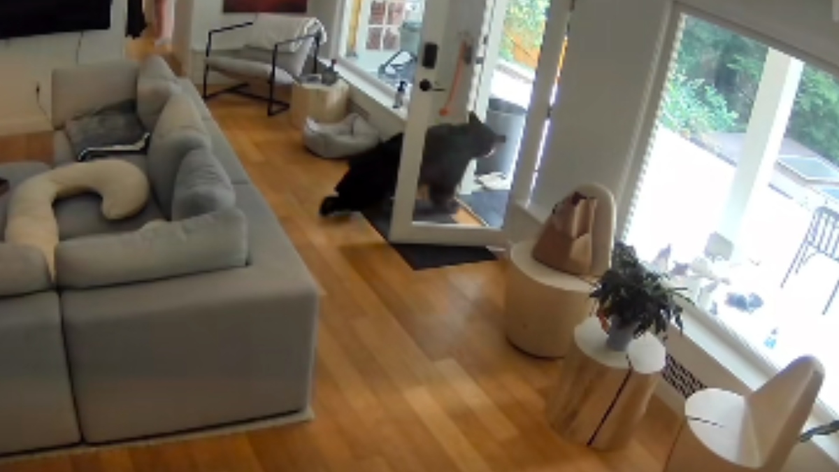 "My 5-Pound Dog Chasing A Bear Out Of Our House" – InspireMore