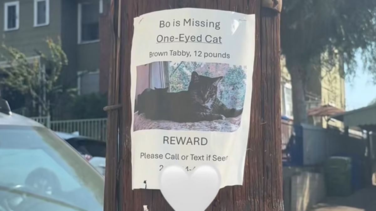 Passerby Sees Missing Cat Poster & Makes An Amazing Discovery – InspireMore