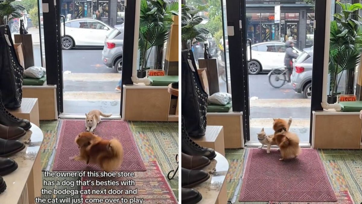 Shoe Store Dog Befriends Bodega Cat In Cutest Friendship – InspireMore