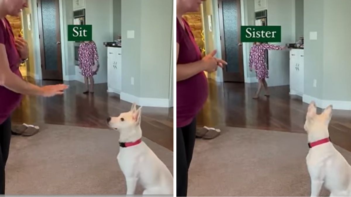 Deaf Dog Trained To Understand Sign Language Commands – InspireMore