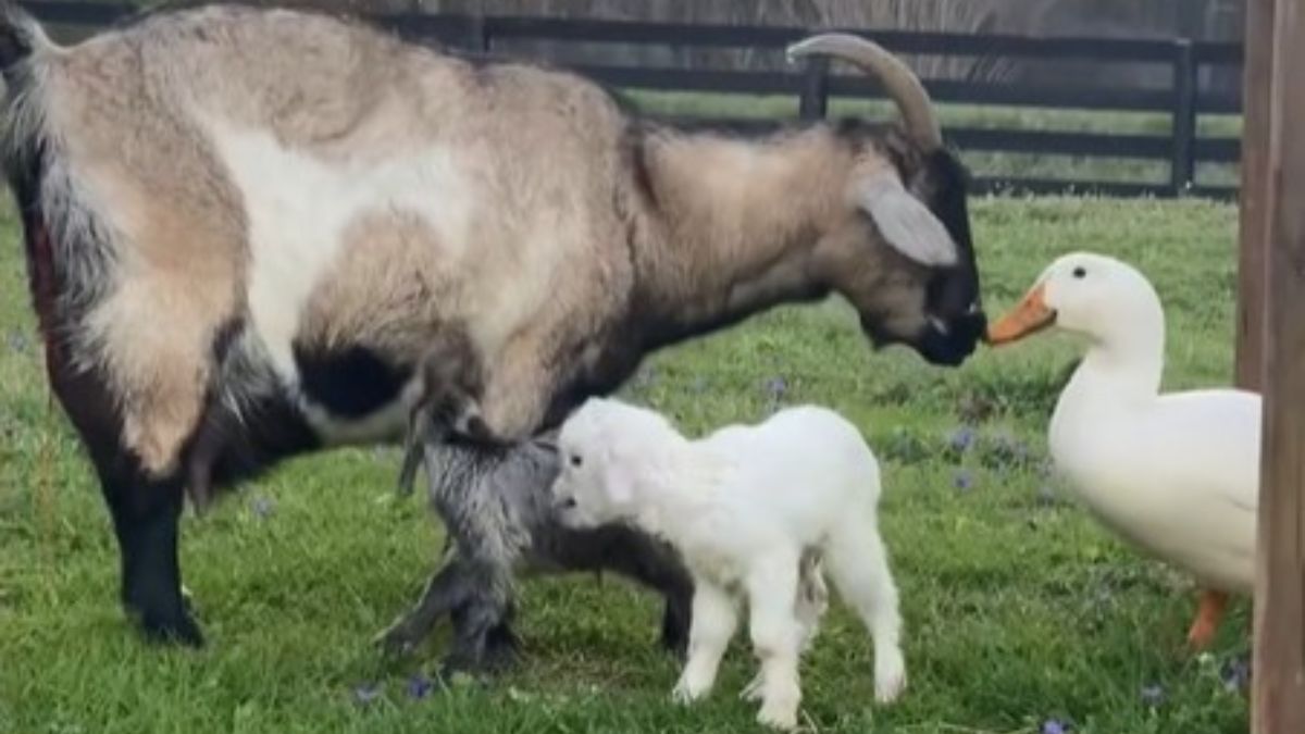 Momma Goat Has Rather Unusual Nanny To Help With Her Kids – InspireMore