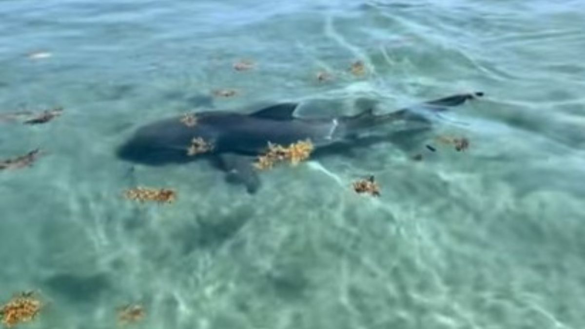 Kayaker Gets Stunning Video Of Massive Shark In Clear Water – InspireMore