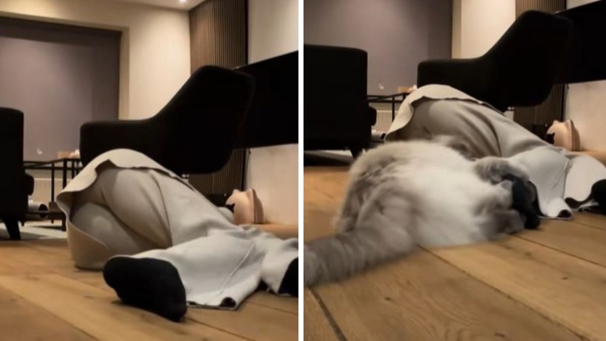 “POV Seeing What My Cat Would Do If I Passed Out” – InspireMore