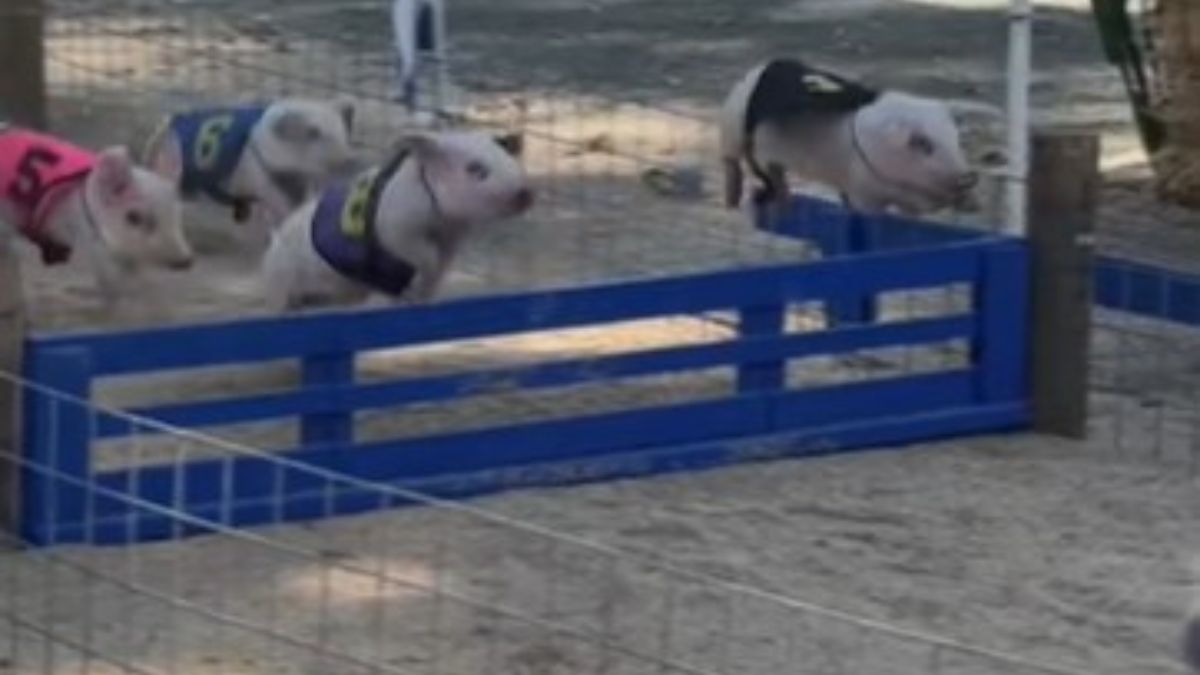 Went To Pumpkin Patch For The Cider, But Stayed For Pig Derby – InspireMore