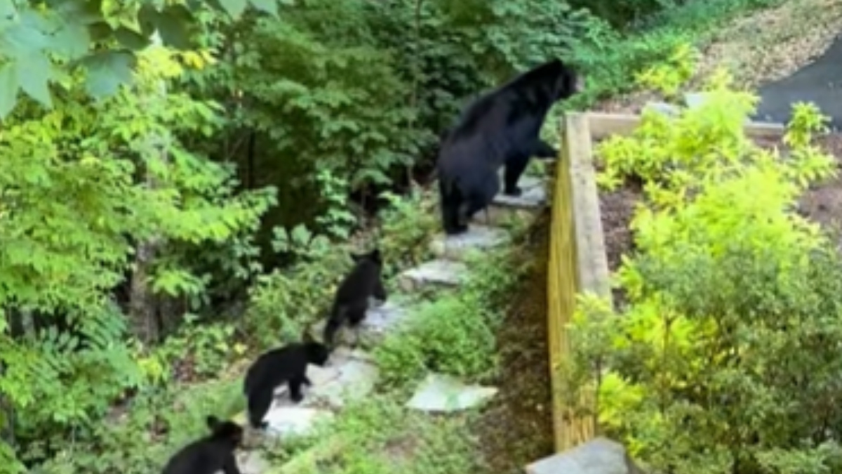 Mama Bear Leads Four Cubs Through Georgia Backyard – InspireMore