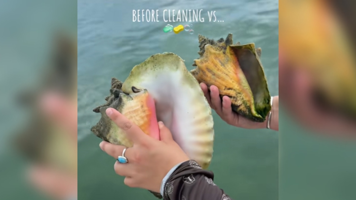 Before And After Shows Transformation Of Empty Conch Shells – InspireMore