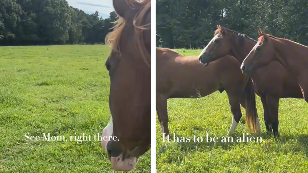 Dramatic Horses Alert Mom To Something “Very Scary” In Pasture ...