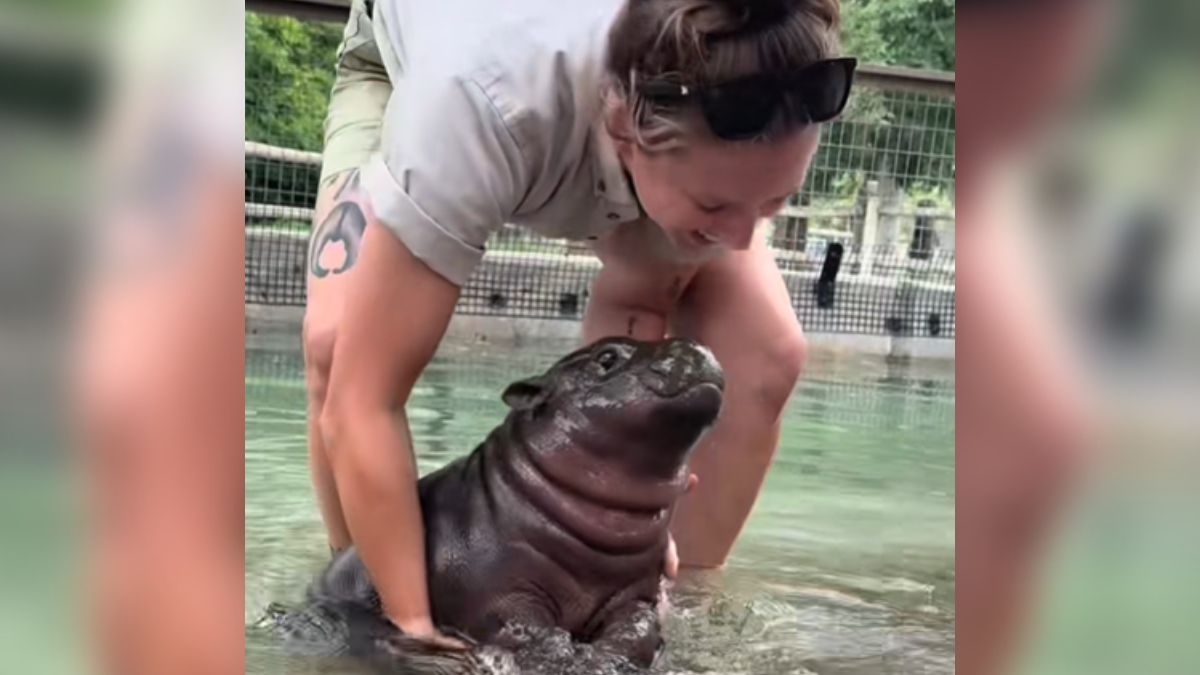 Zookeeper Sings Silly, Ineffective Song To Get Baby Hippo Inside ...