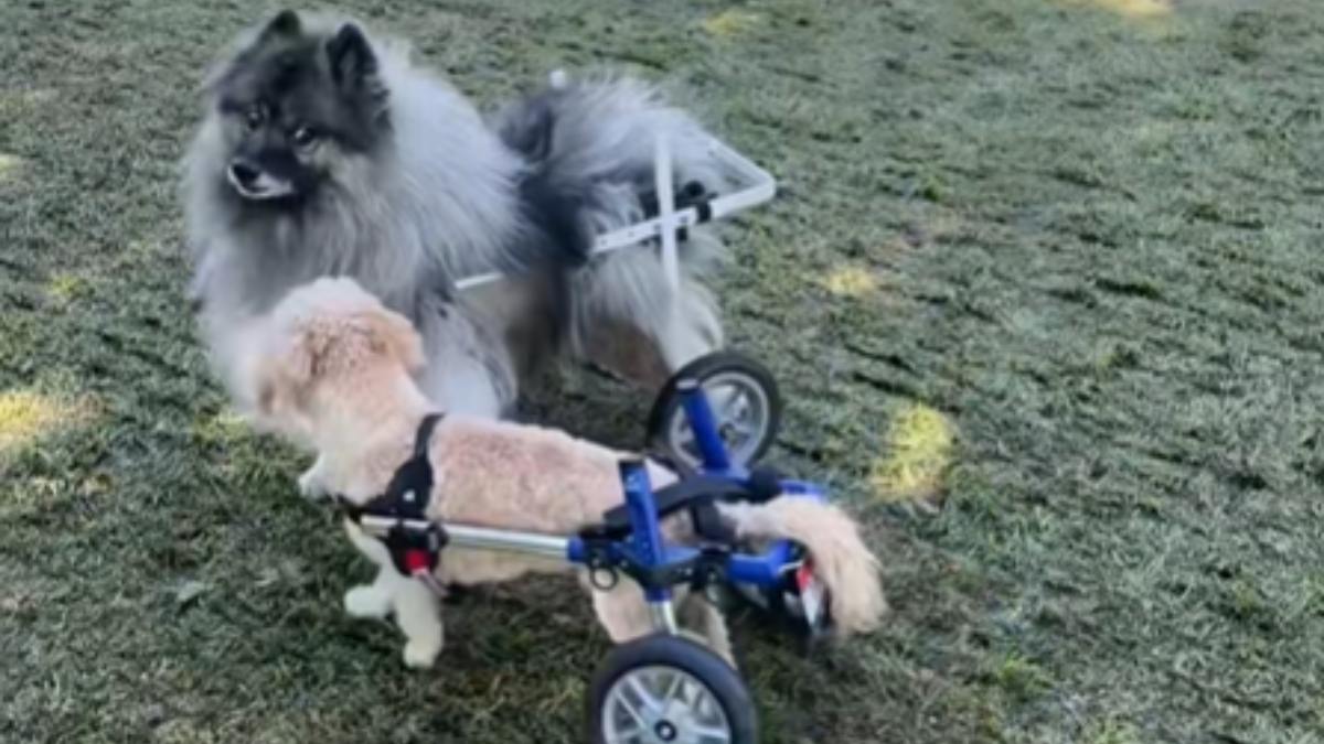 Paralyzed Dogs Have A Playdate & We Can't Handle The Cuteness – InspireMore