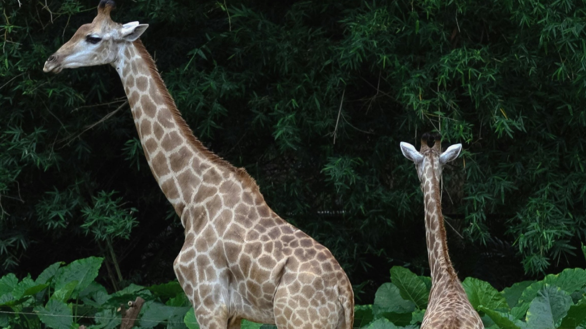 Newborn Giraffe Makes Grand Entrance with Dapper Hairstyle