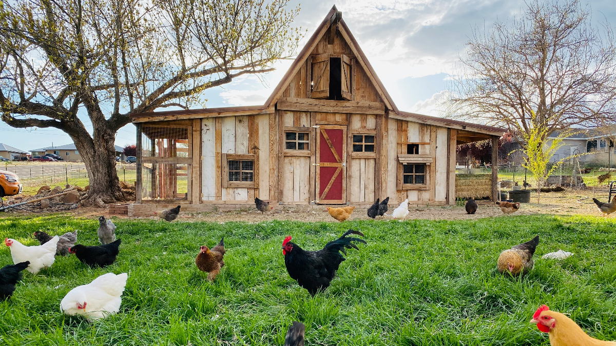 Teenager Gives Sassy Hen a Full Glam Makeover