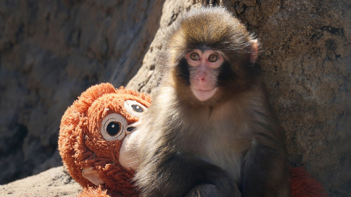 Punch the Monkey Learned a New Skill