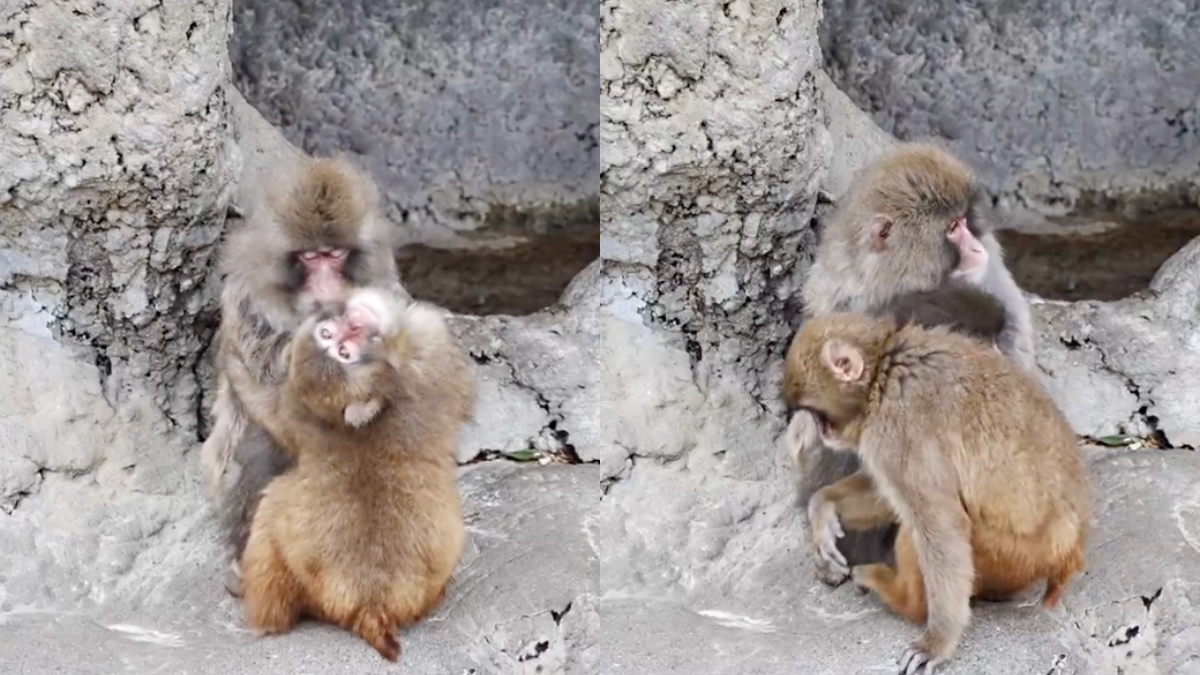 Punch the Monkey Shares Sweet Moment With Fellow Monkeys