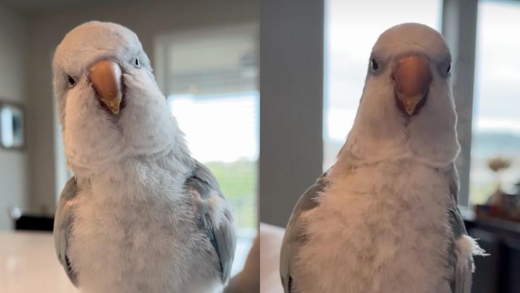 Peckish Parakeet Helps Her Human Pick Out Perfect Breakfast – InspireMore